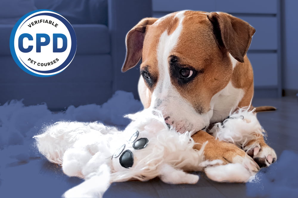 Free Pet Education Resources - Pet Education and Training Courses