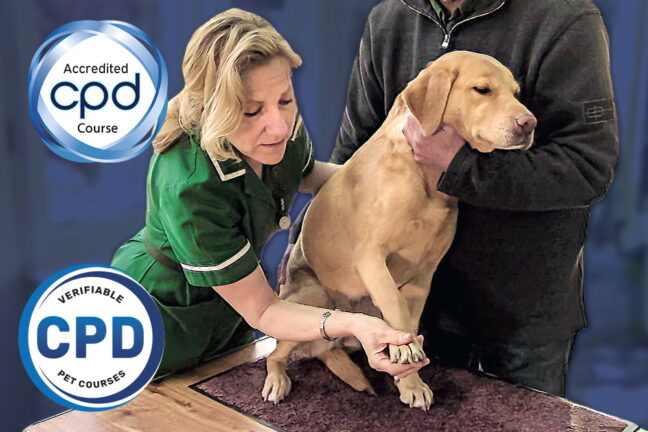 Online Courses - Pet Education and Training Courses