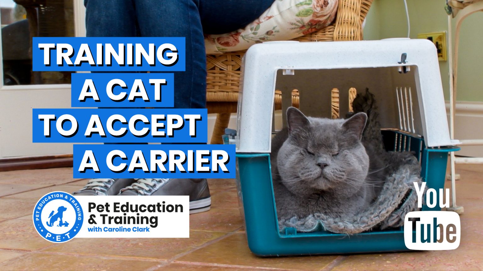 Training a Cat To Accept a Carrier - Free Pet Education Resources