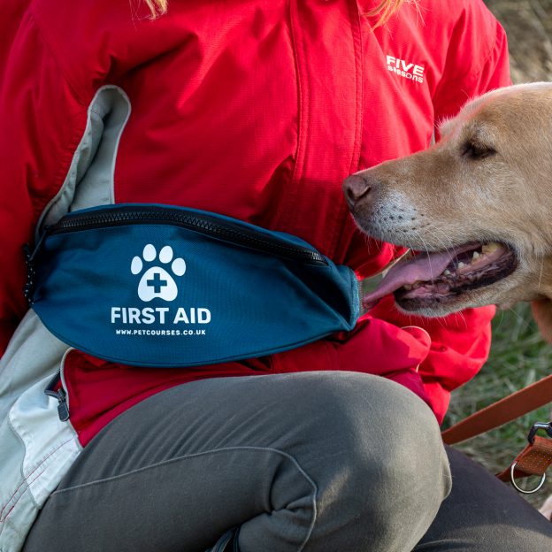 Essential Items for Your Pet’s First Aid Kit (and Why You Need Them ...