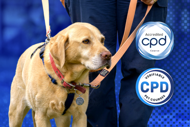 Pet Education and Training Courses - Canine & Feline Distance Learning