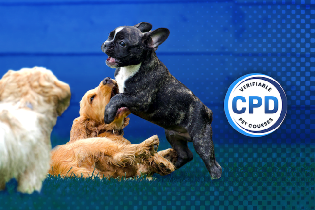 Pet Education and Training Courses - Canine & Feline Distance Learning