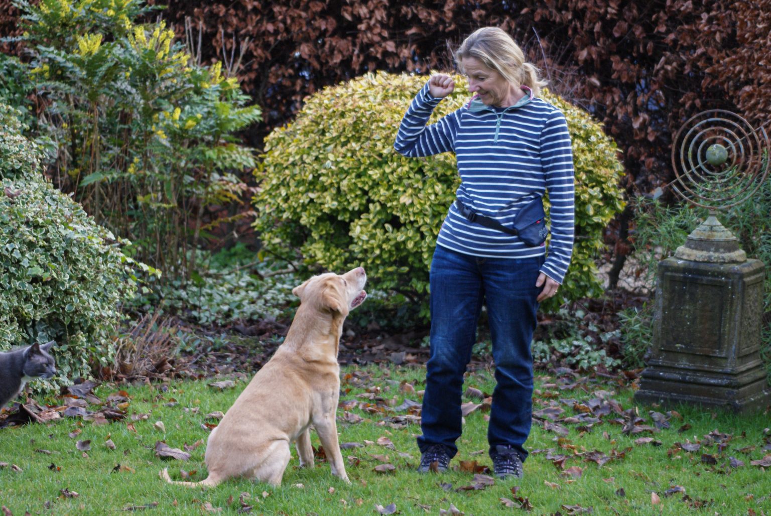 'Watch Me' Training: Help for the Leash Reactive Dog - Free Pet ...