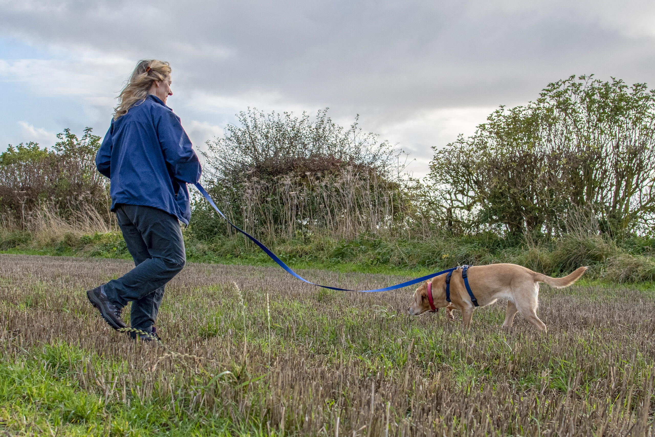 Recall Training - Free Pet Education Resources