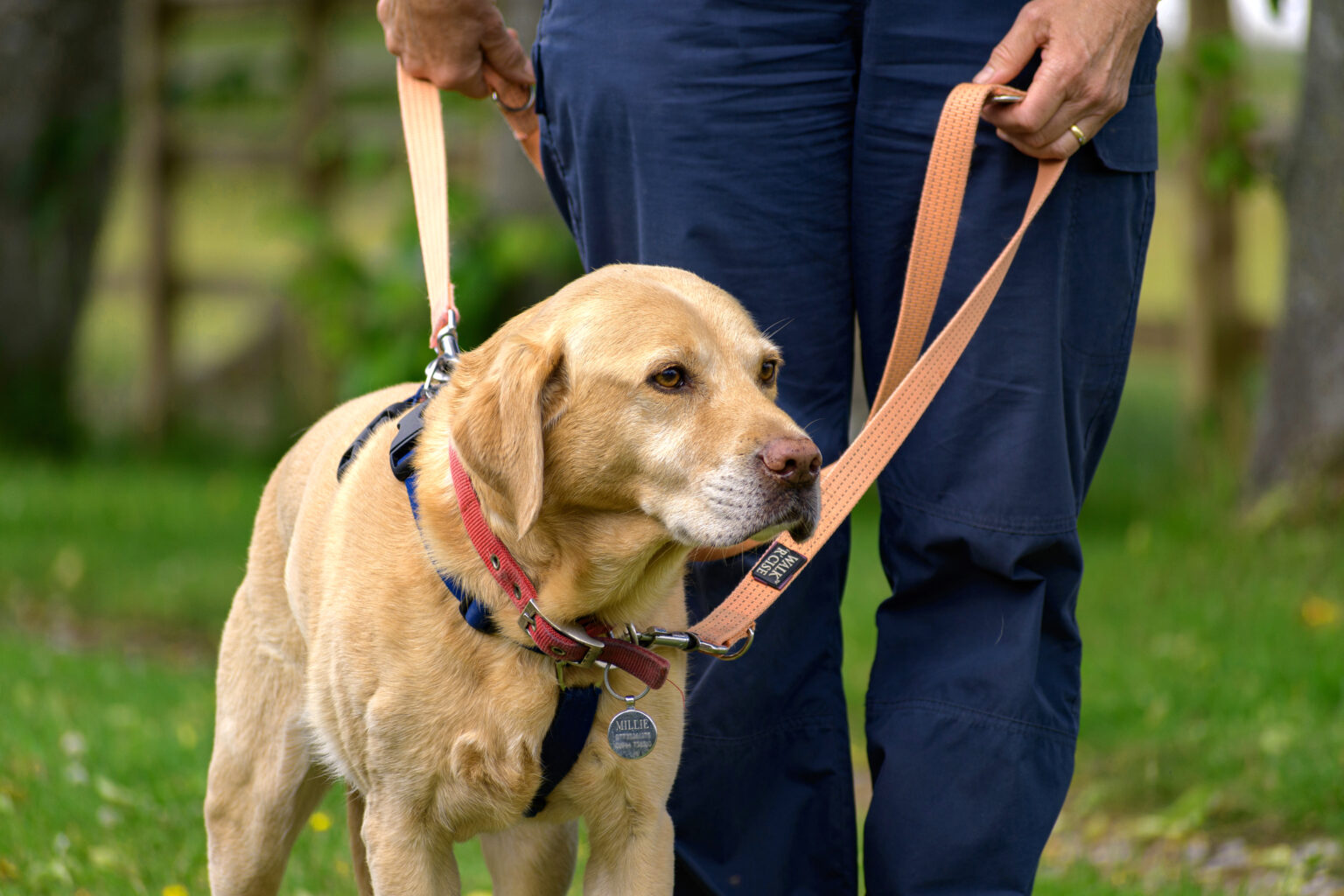 How to Choose and Introduce a Dog Harness - Free Pet Education Resources