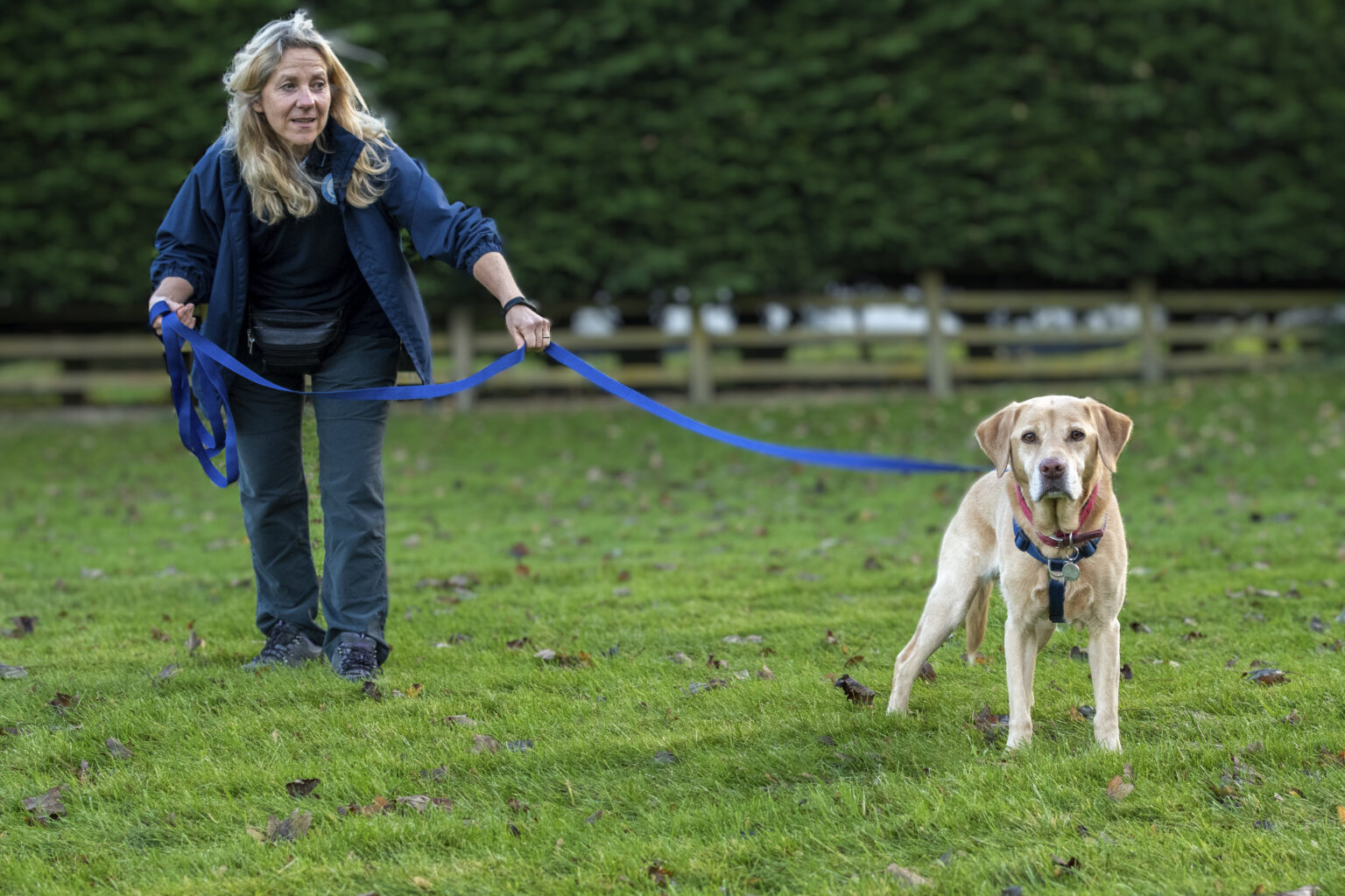 Using Long-line Training Leads - Free Pet Education Resources