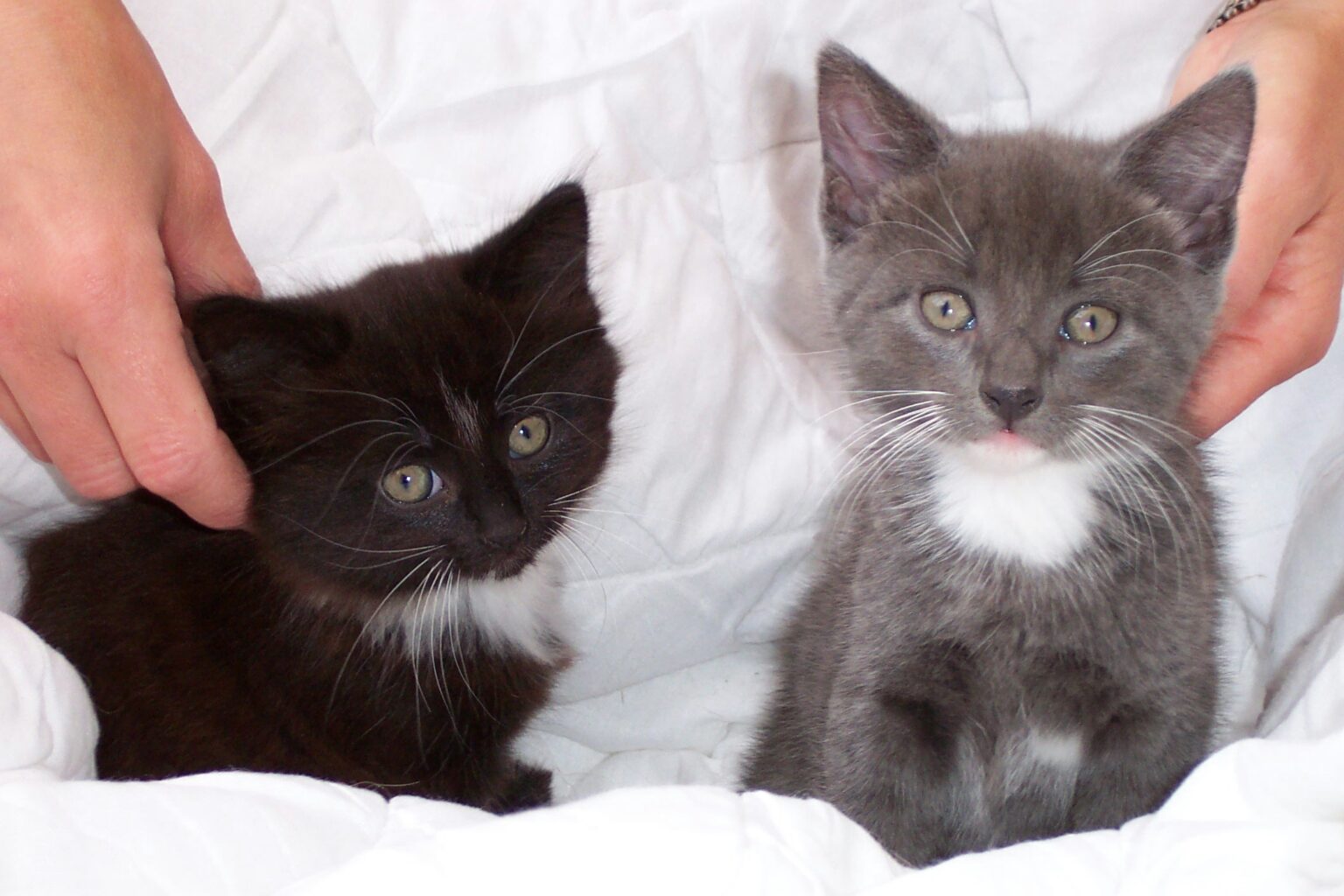 Introducing New Cats to a Home with a Resident Cat(s) - Free Pet ...