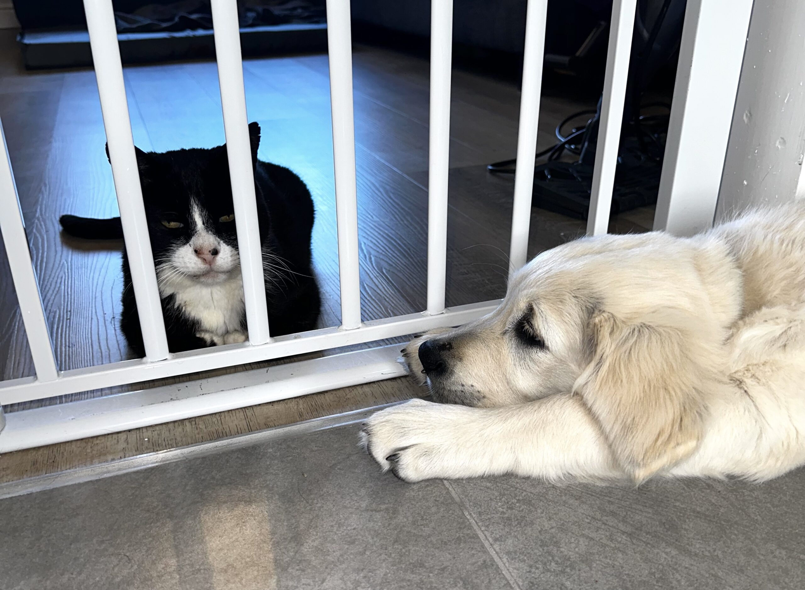 Introducing a Puppy to a Resident Cat - Free Pet Education Resources