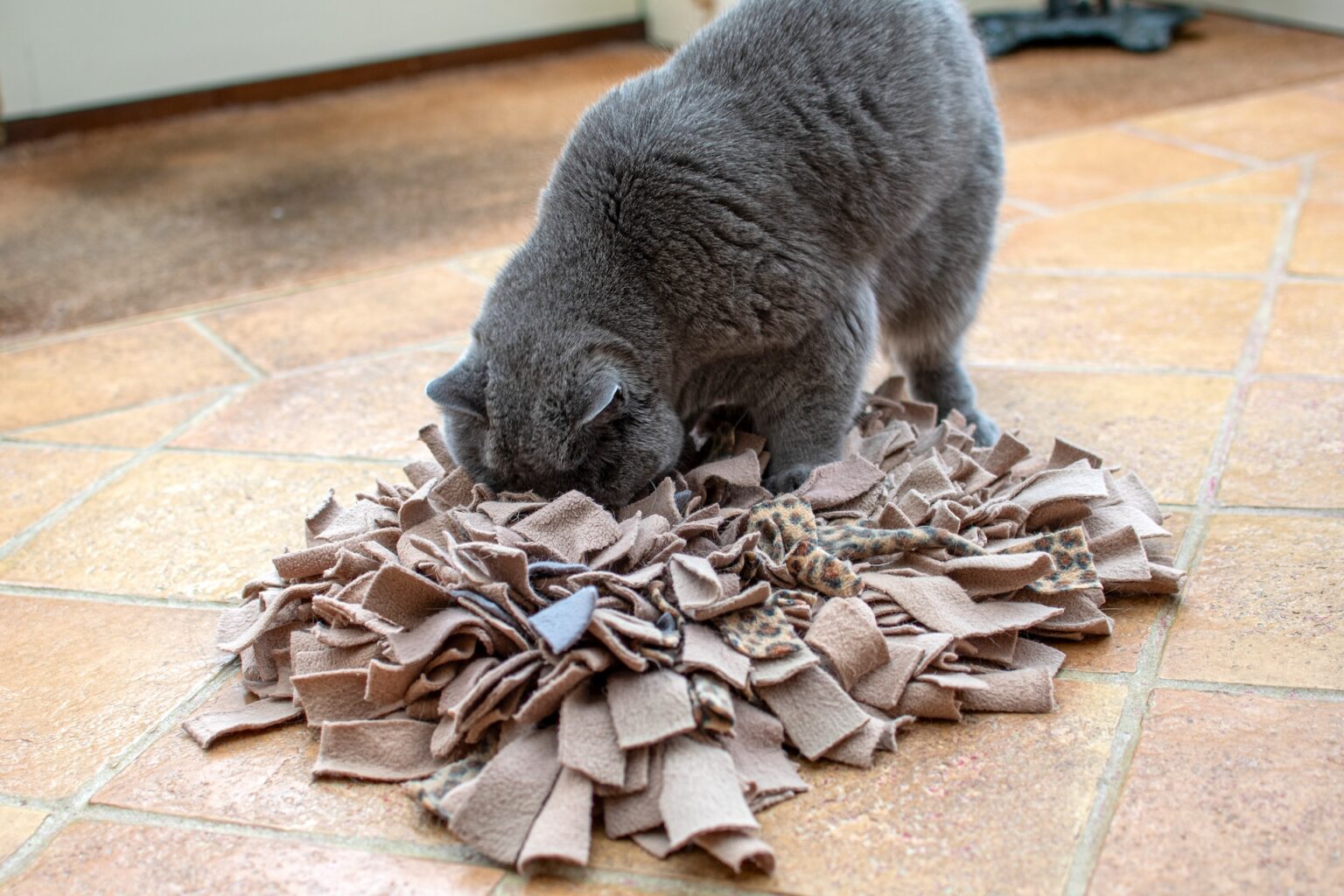 Preparing Your Home and Welcoming Your New Cat: A Step-by-Step Guide ...