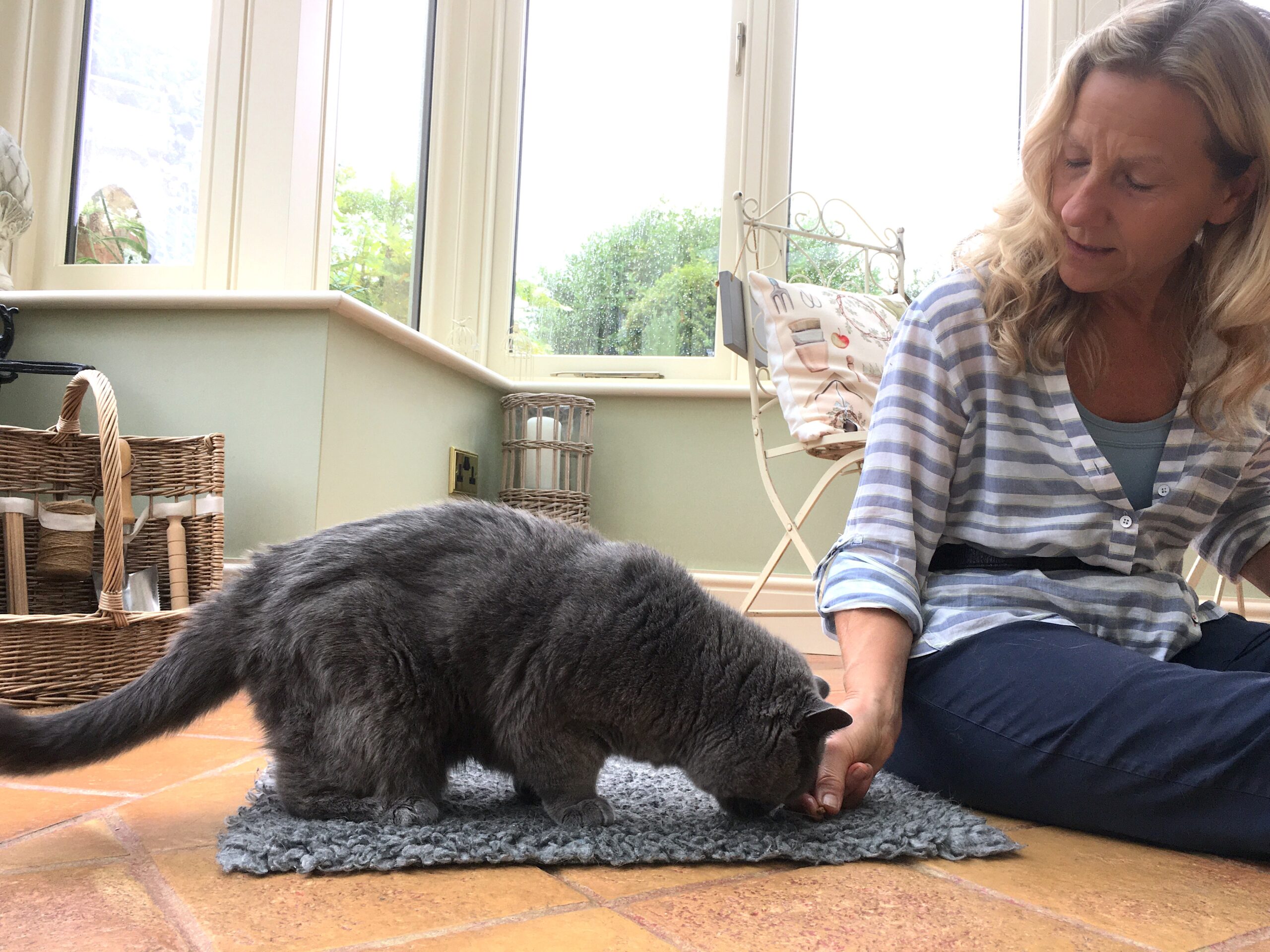 Comfort Mat Training: Helping a Cat Relax and Reduce Anxiety - Free Pet ...