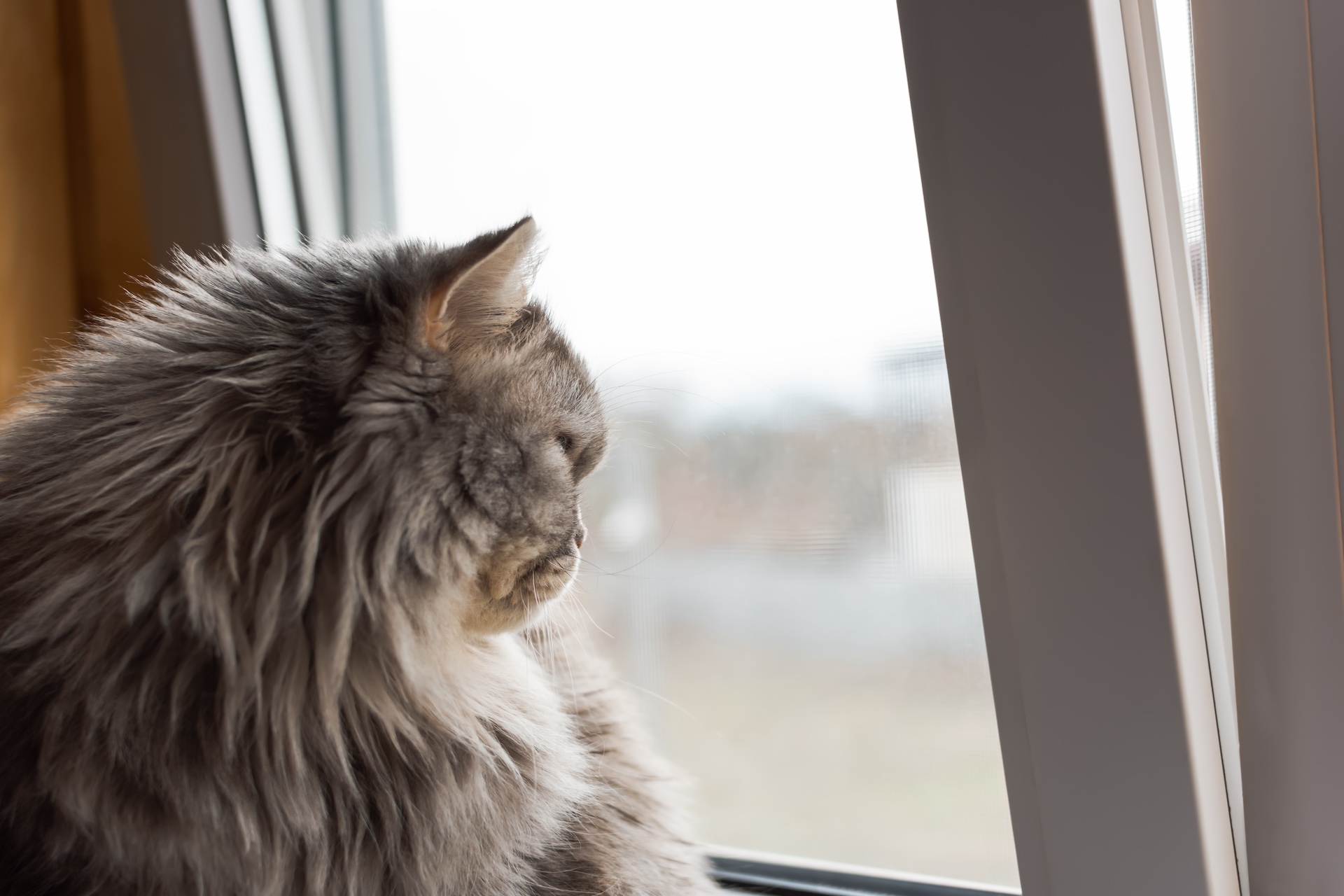 Helping Cats with Separation Anxiety Tendencies: Preparing Your Cat for ...