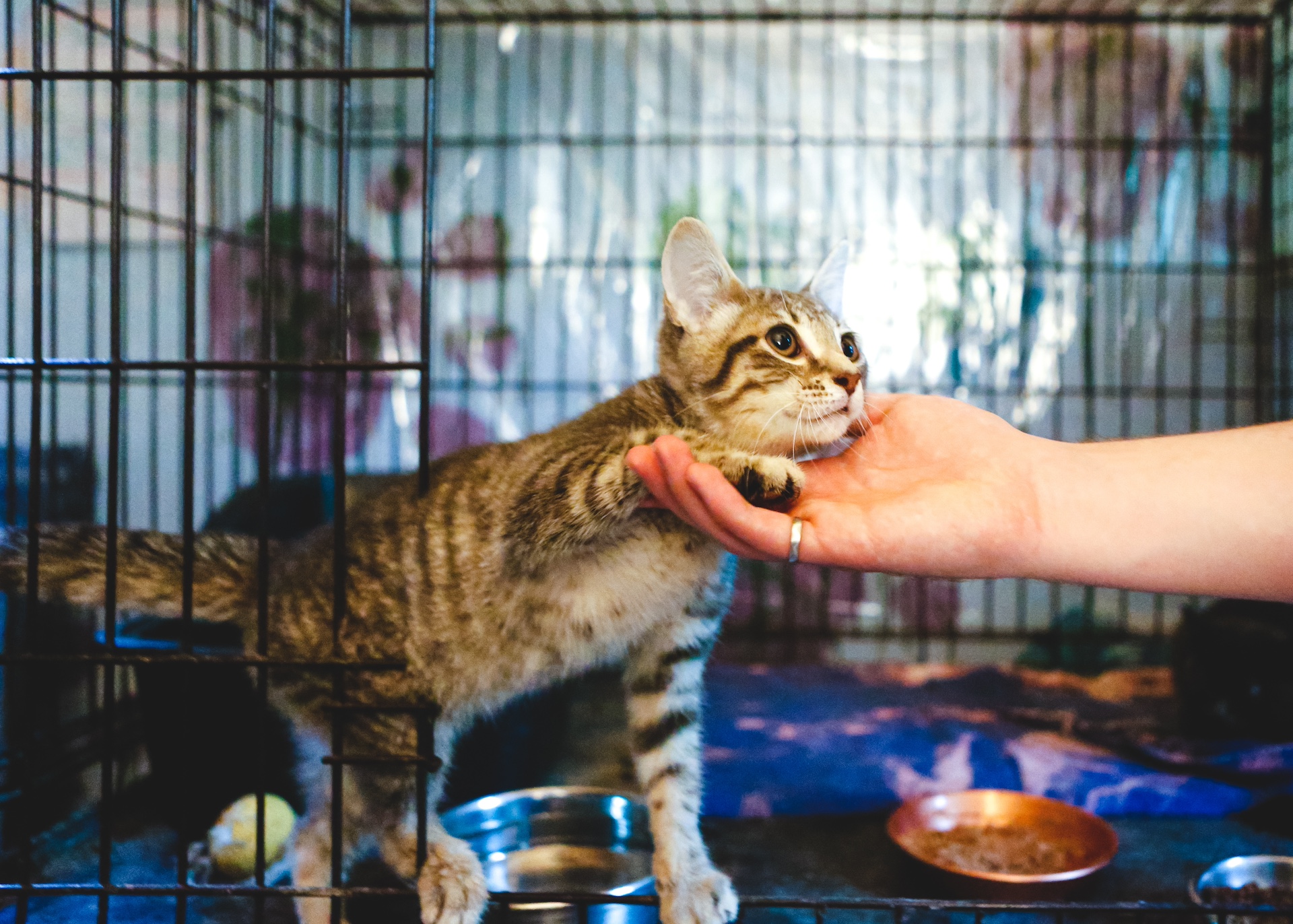 Enhancing Cat Adoption Success: Tips for Encouraging Positive Cat-Human ...